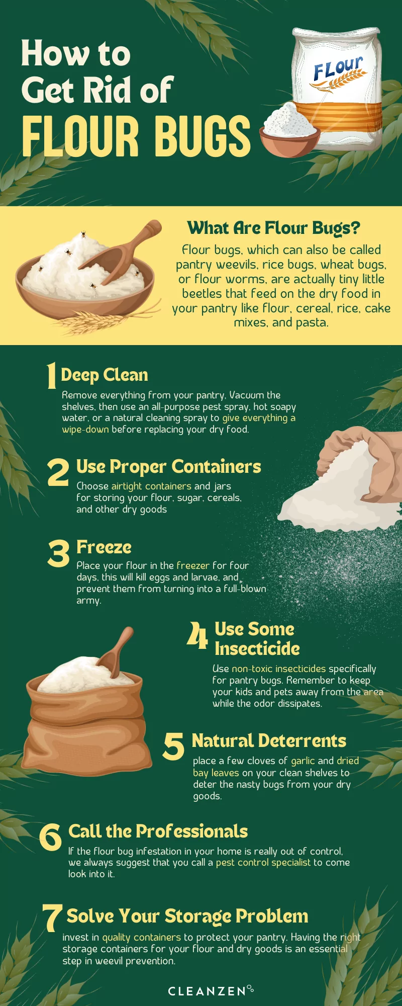 What Are Flour Bugs & How Can You Get Rid of Them? - Cleanzen